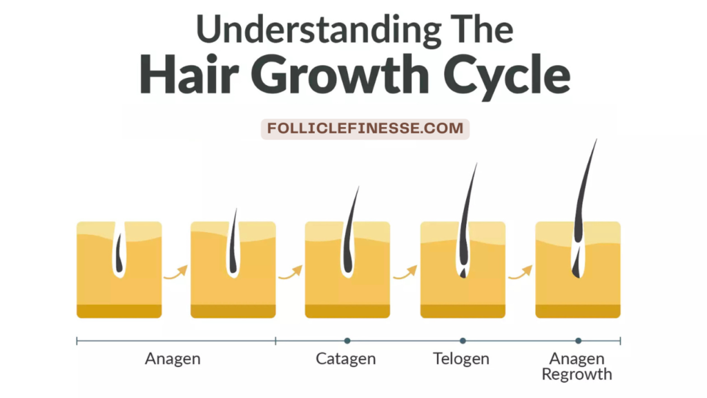 Unlocking the Hair Growth Cycle: Anagen, Catagen, and Telogen Phases ...